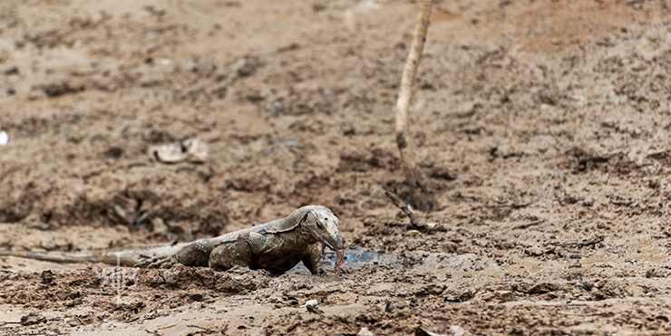 Uncle Tan: Borneo rainforest on a budget - The Crowded Planet
