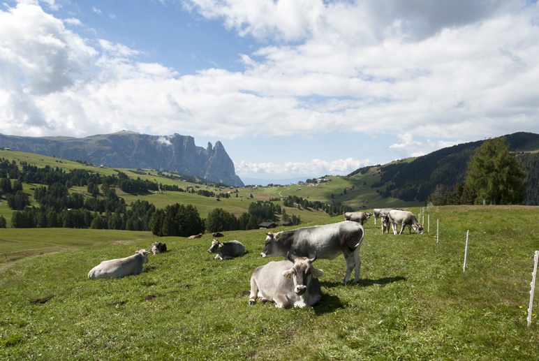 Alpe di Siusi / Seiser Alm - the Witches Mountains - The Crowded Planet
