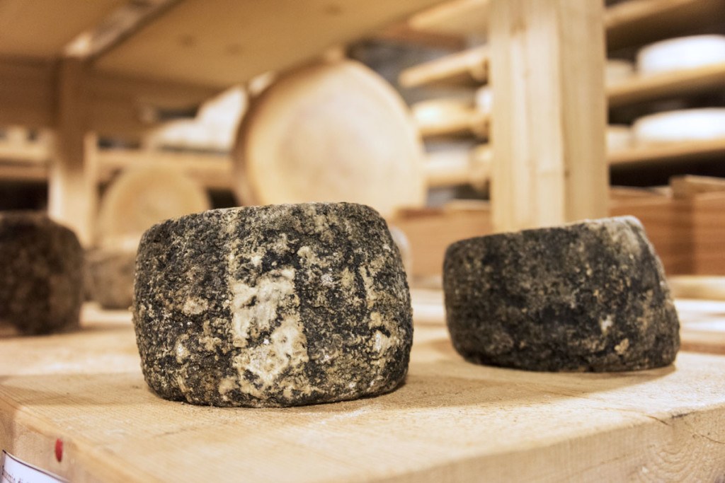 Bitto Cheese and the secrets of Valgerola