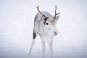 Salla Finland - Snow, Nature and Nowhereness