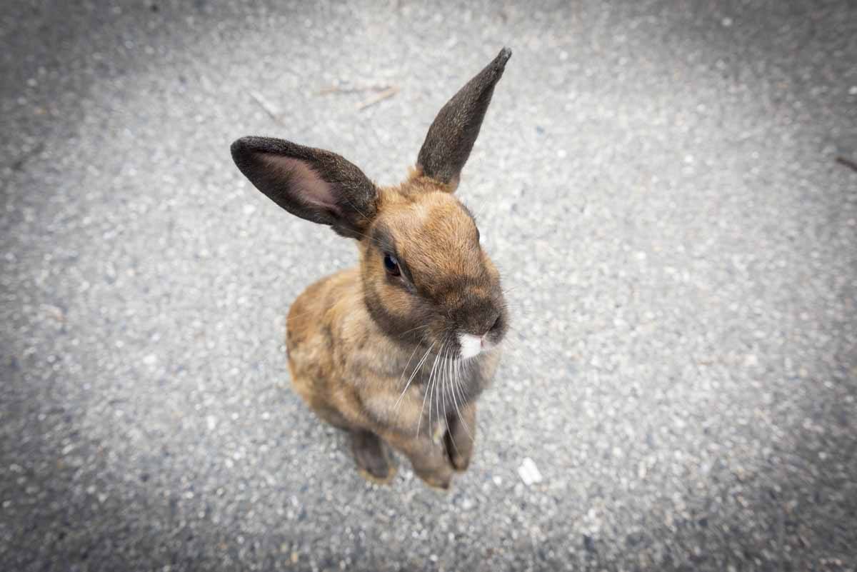 Okunoshima, Japan's Rabbit Island - The Crowded Planet