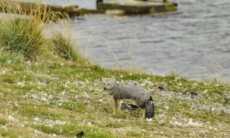 Falkland Islands Wildlife Guide - The Crowded Planet