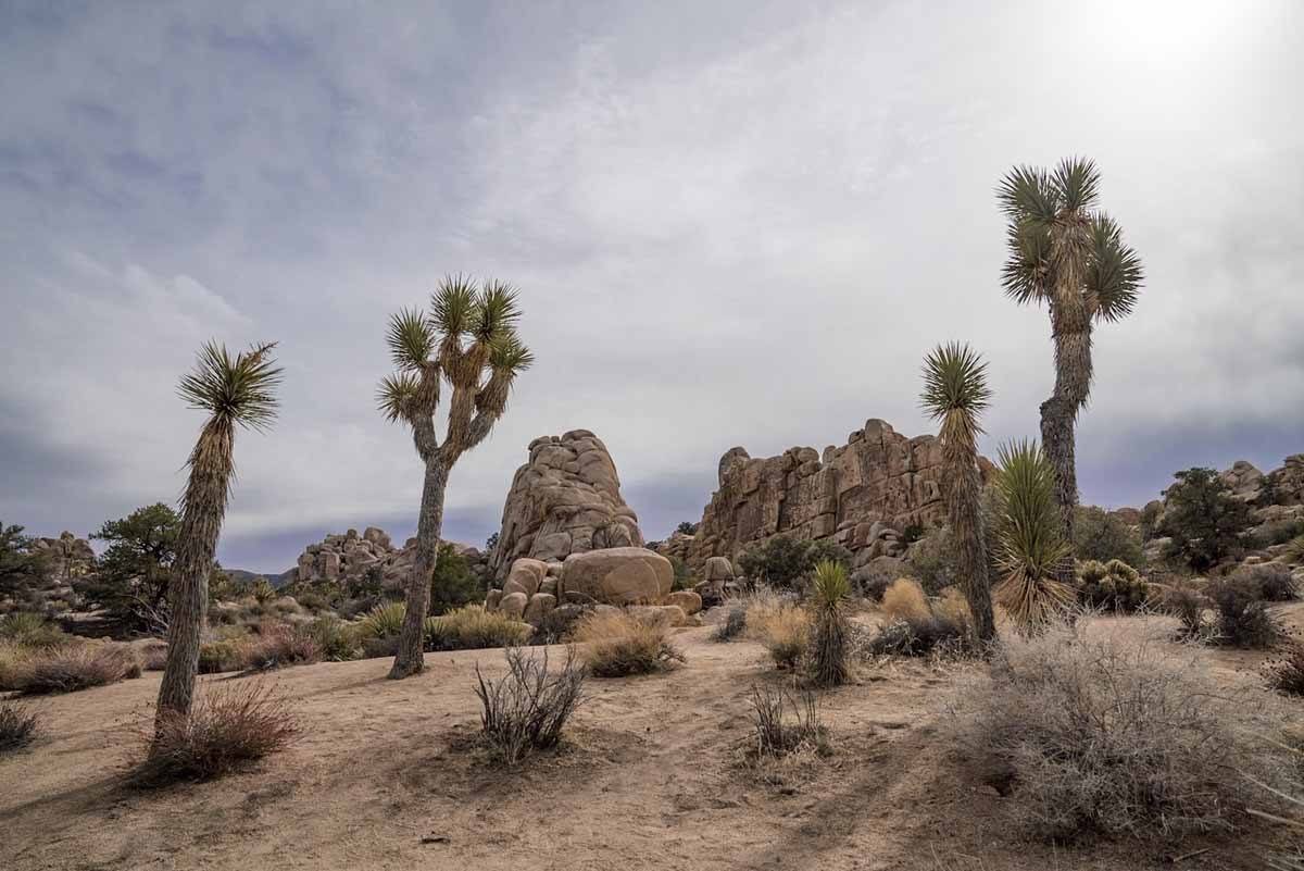 What To Do in Joshua Tree in Winter - The Crowded Planet