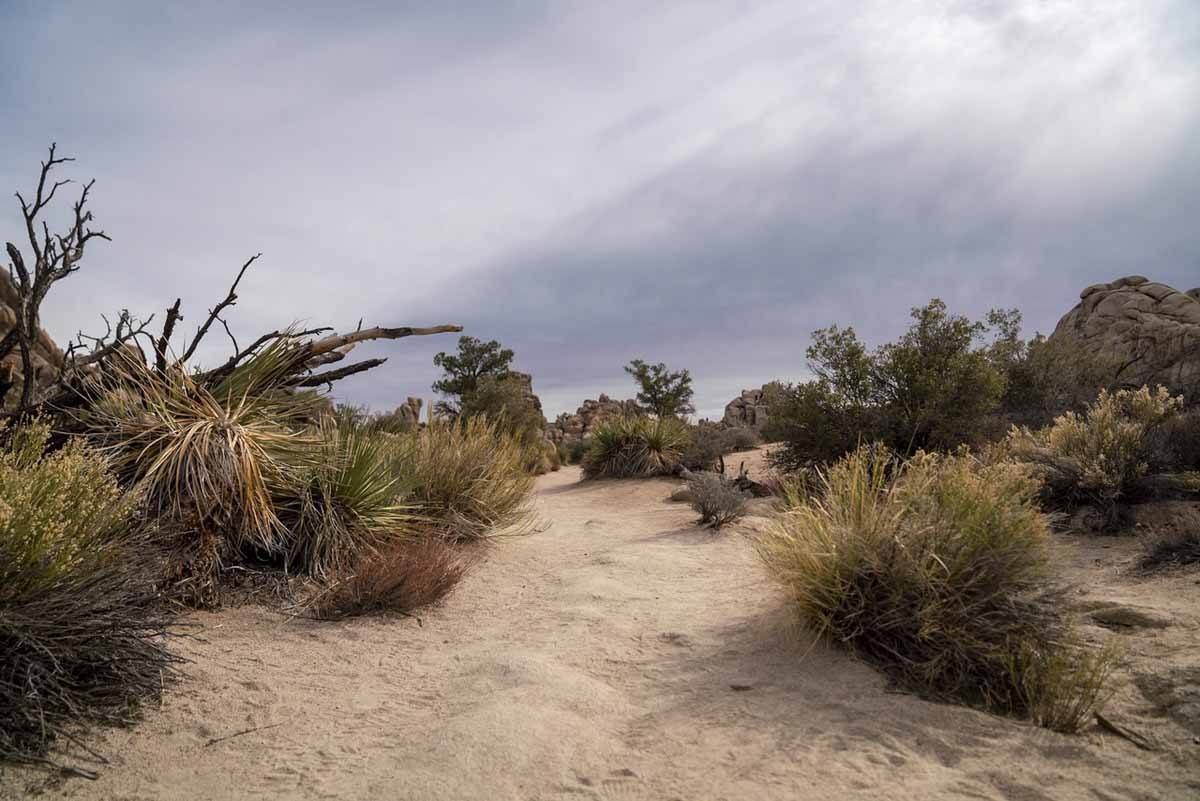 Best Hikes in Joshua Tree National Park - The Crowded Planet